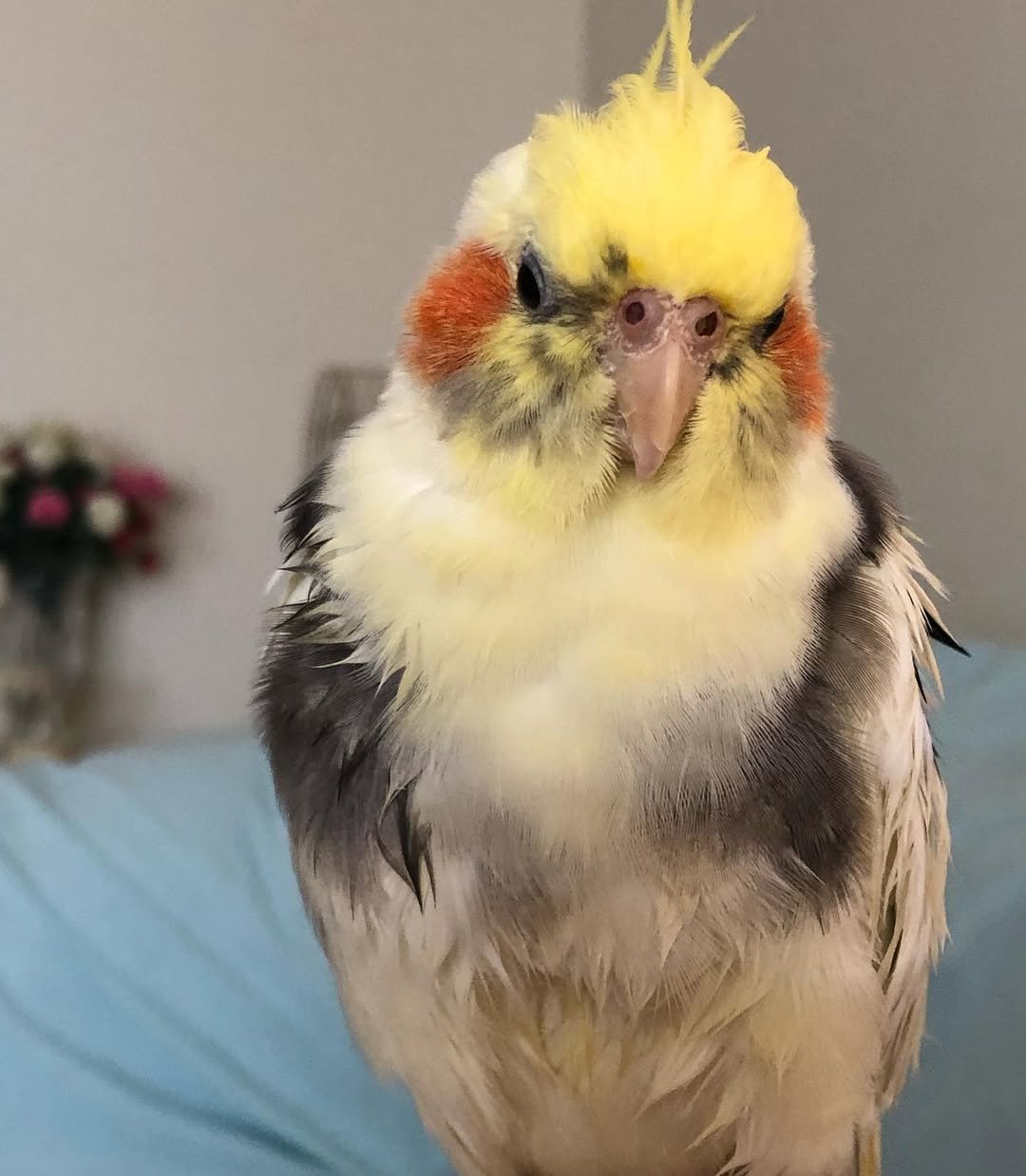 Top 3 Cockatiel Breeders In North Carolina
